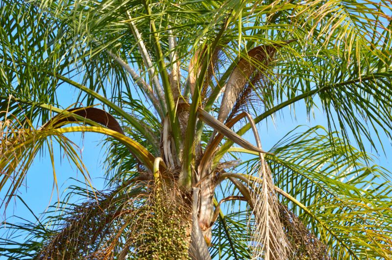 Queen Palm Trimming for Healthy, Beautiful Trees